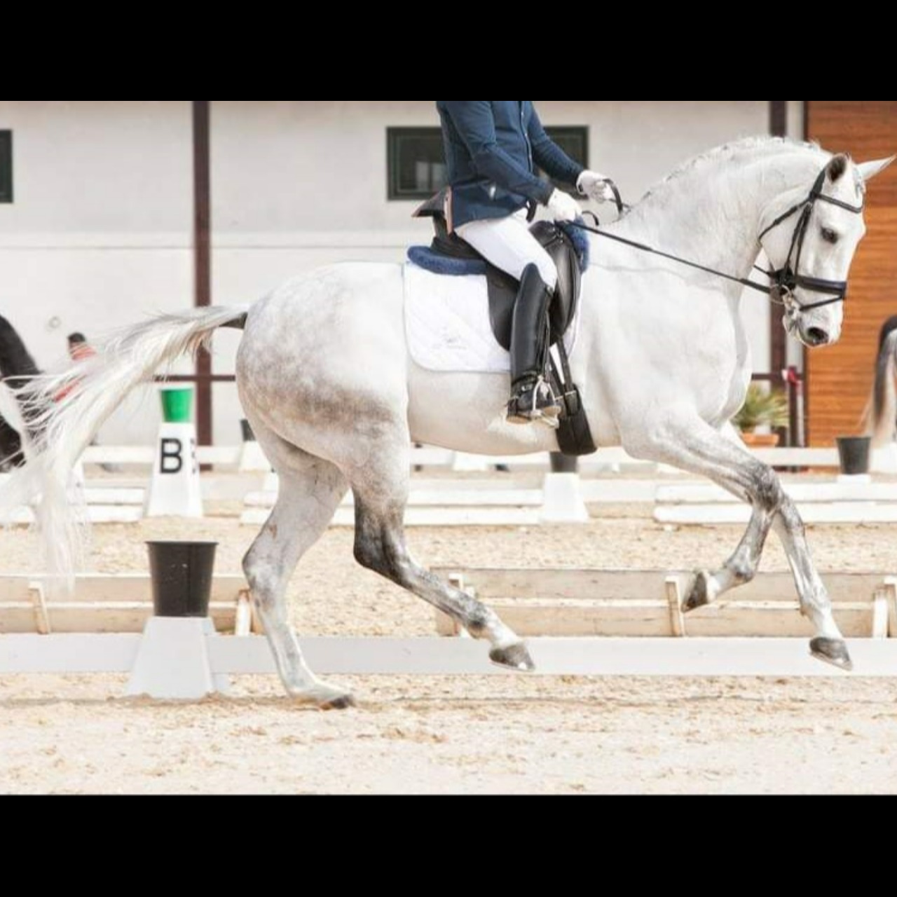 HONGRE LUSITANIEN x RHEINLANDER