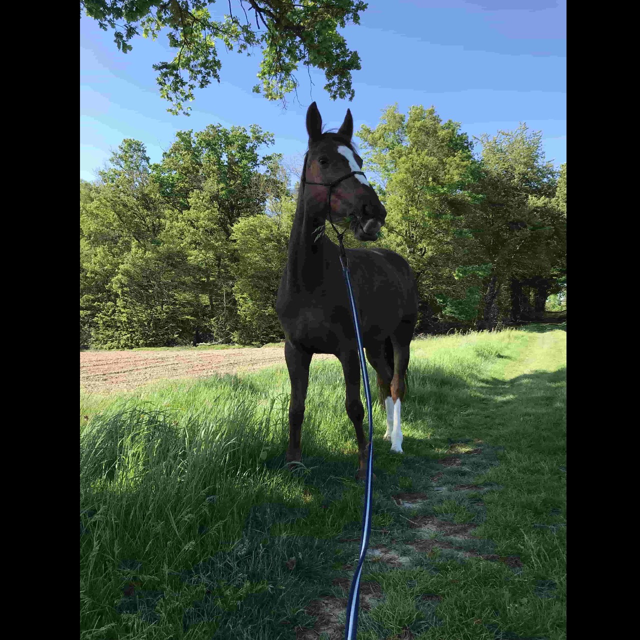 IGLOO DU RICHEBOURG Jument 5 ans par OGRION DES CHAMPS