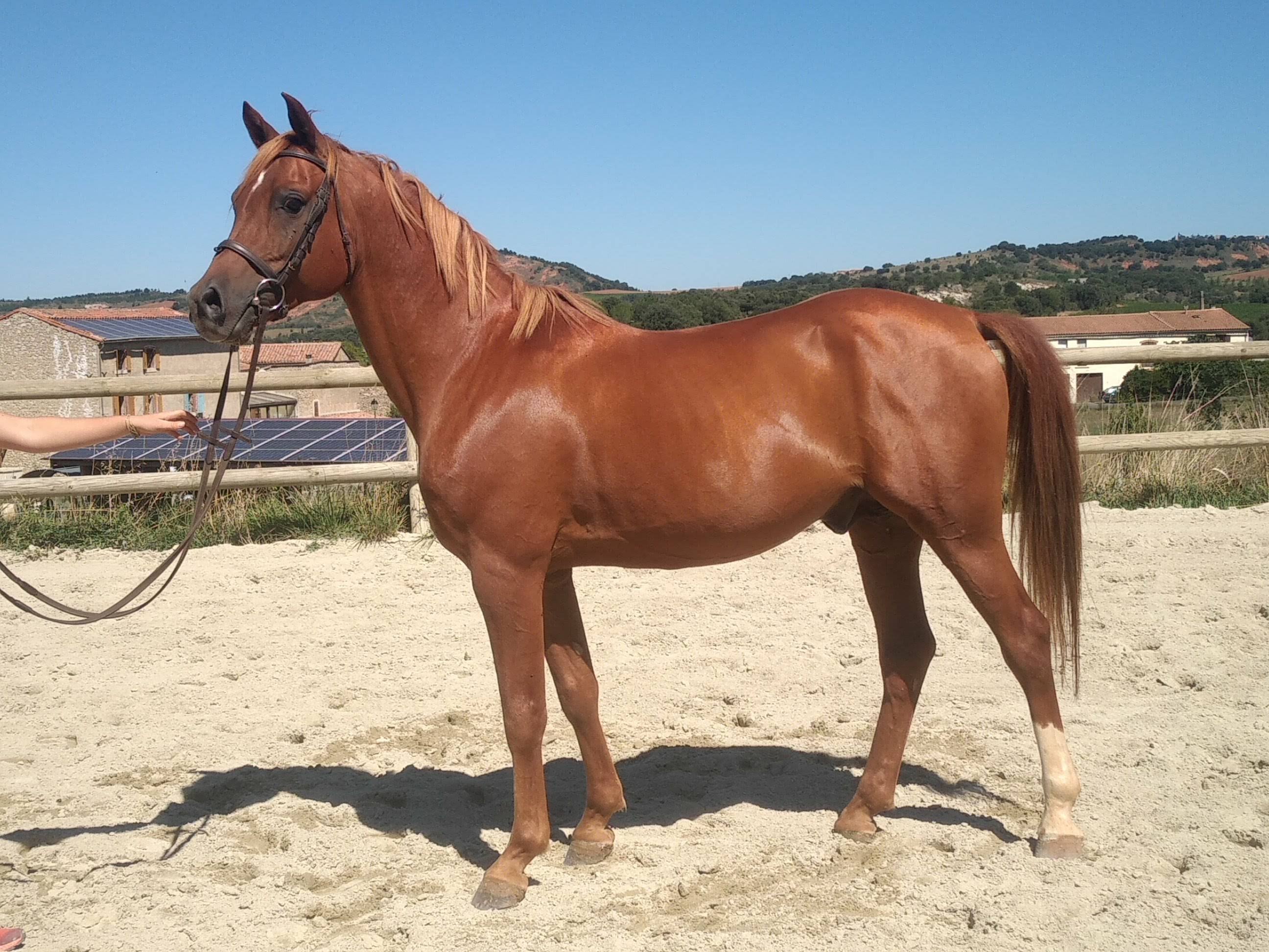 Mâle Pur sang arabe