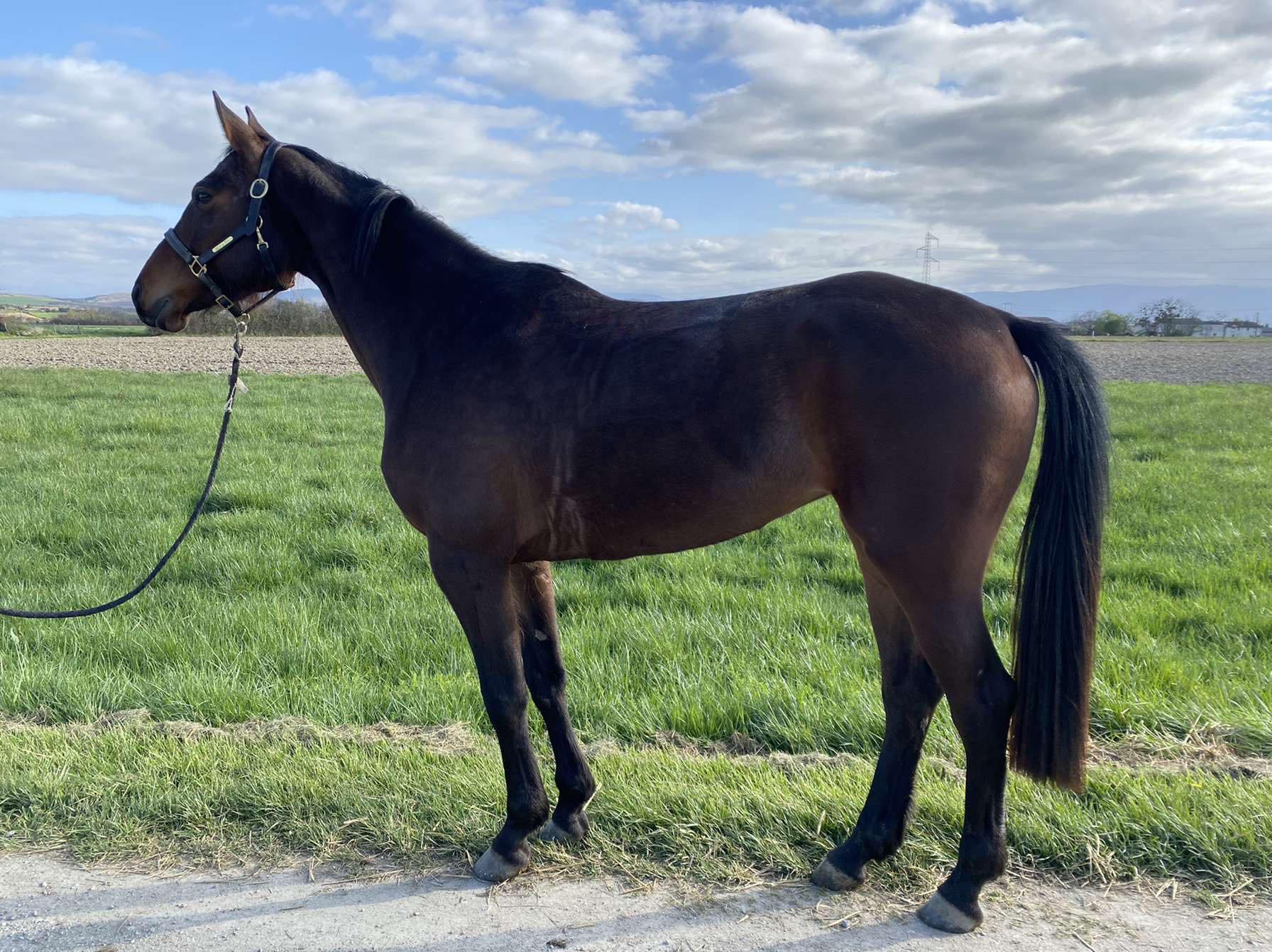 vend pouliche selle francais