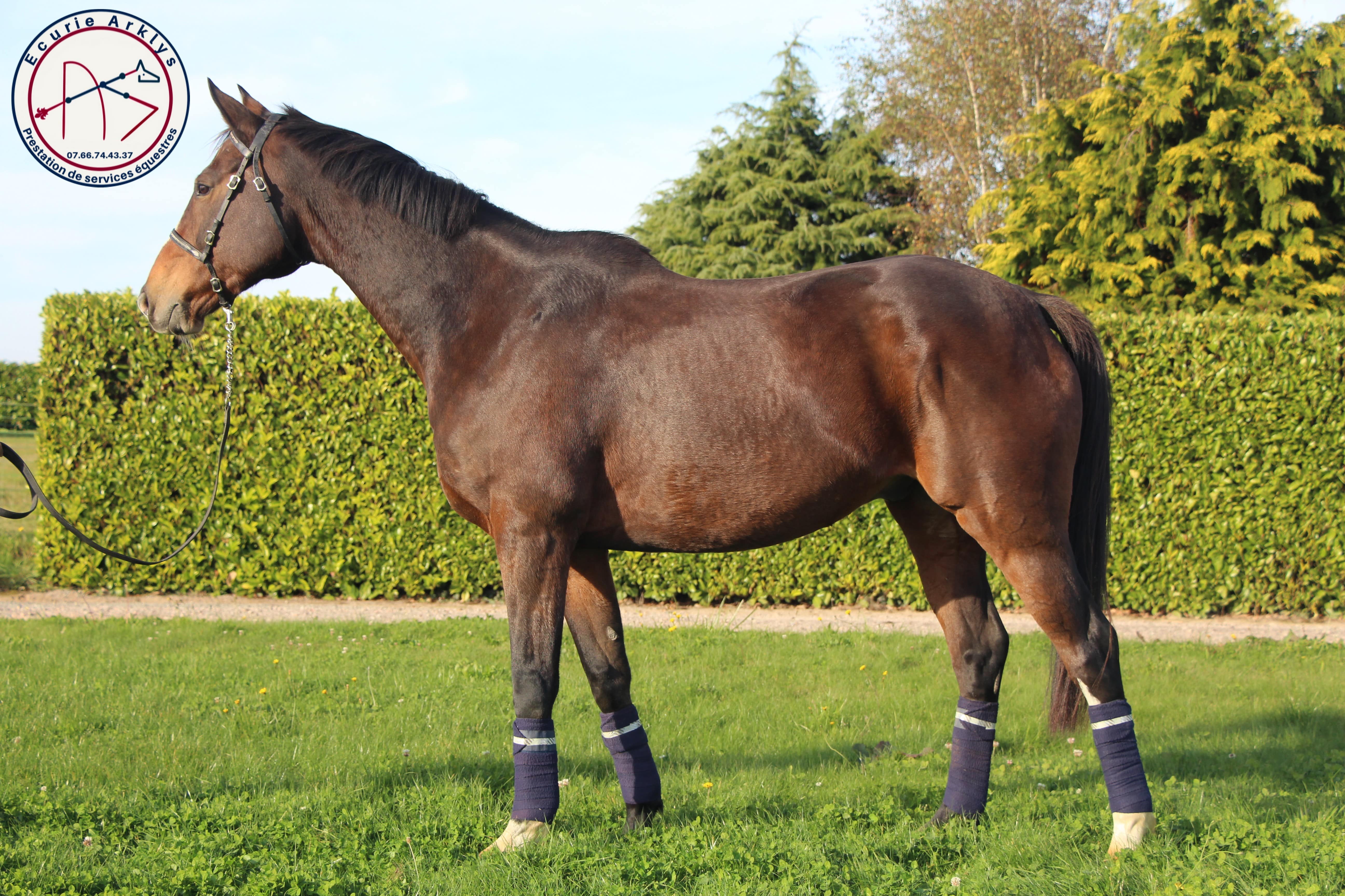 Cheval