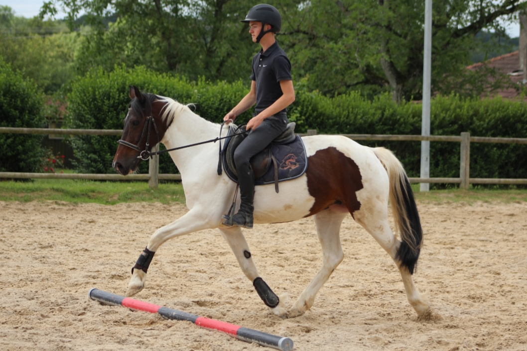 Camélia, ponette pie