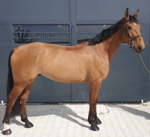 hongre SF 1m61 né en 2016