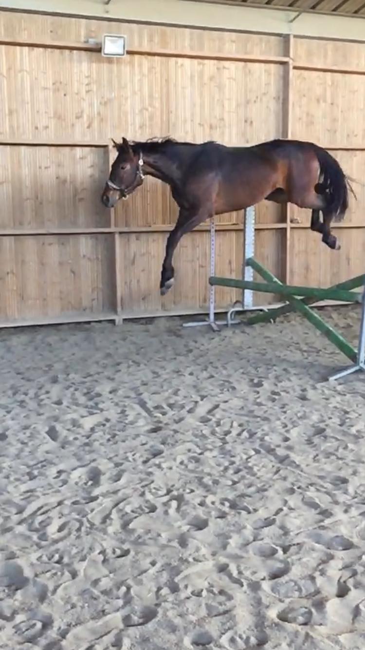 vend pouliche selle francais