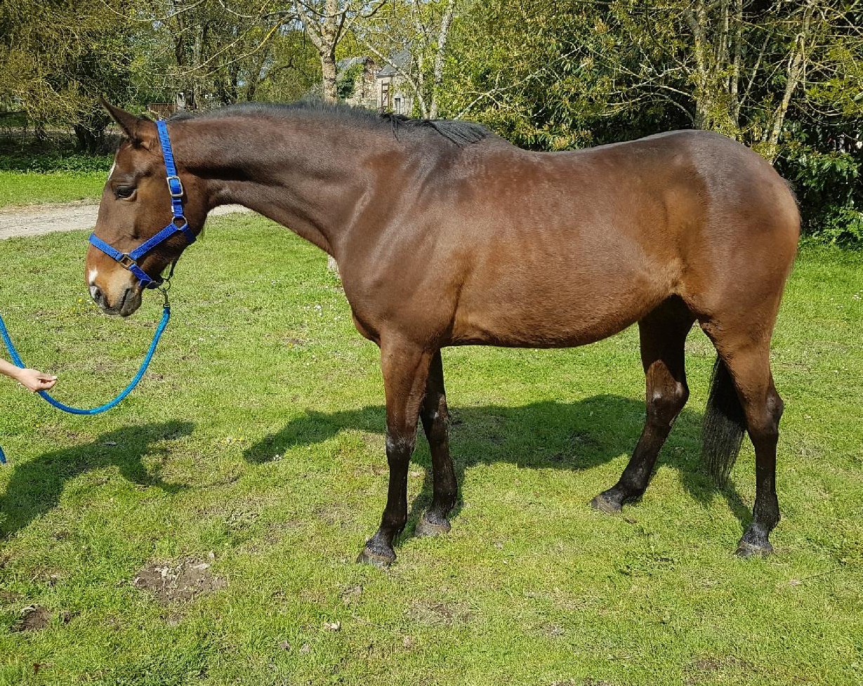 Cheval de sport jument sf de 7ans 166cm