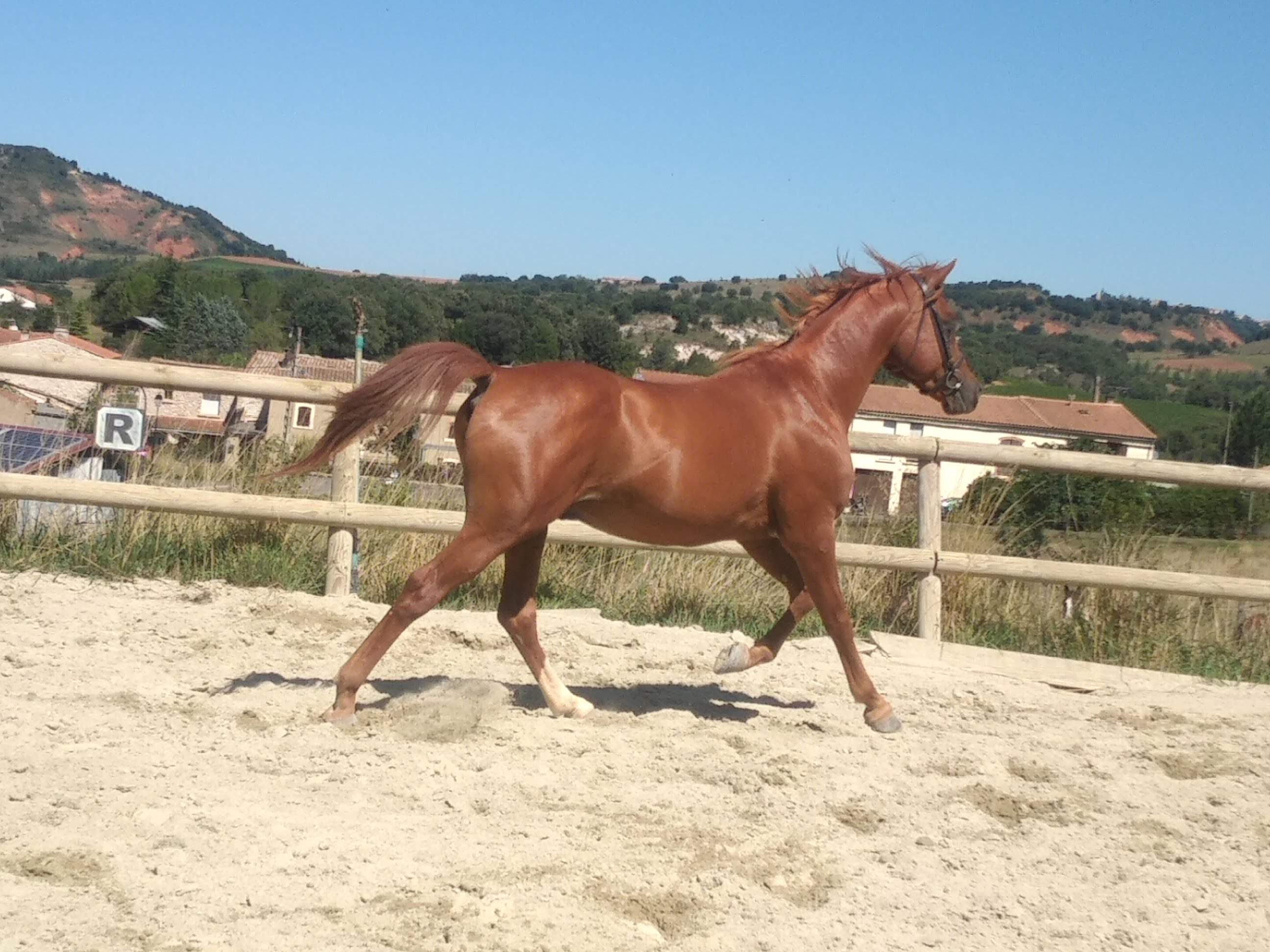 Mâle Pur sang arabe