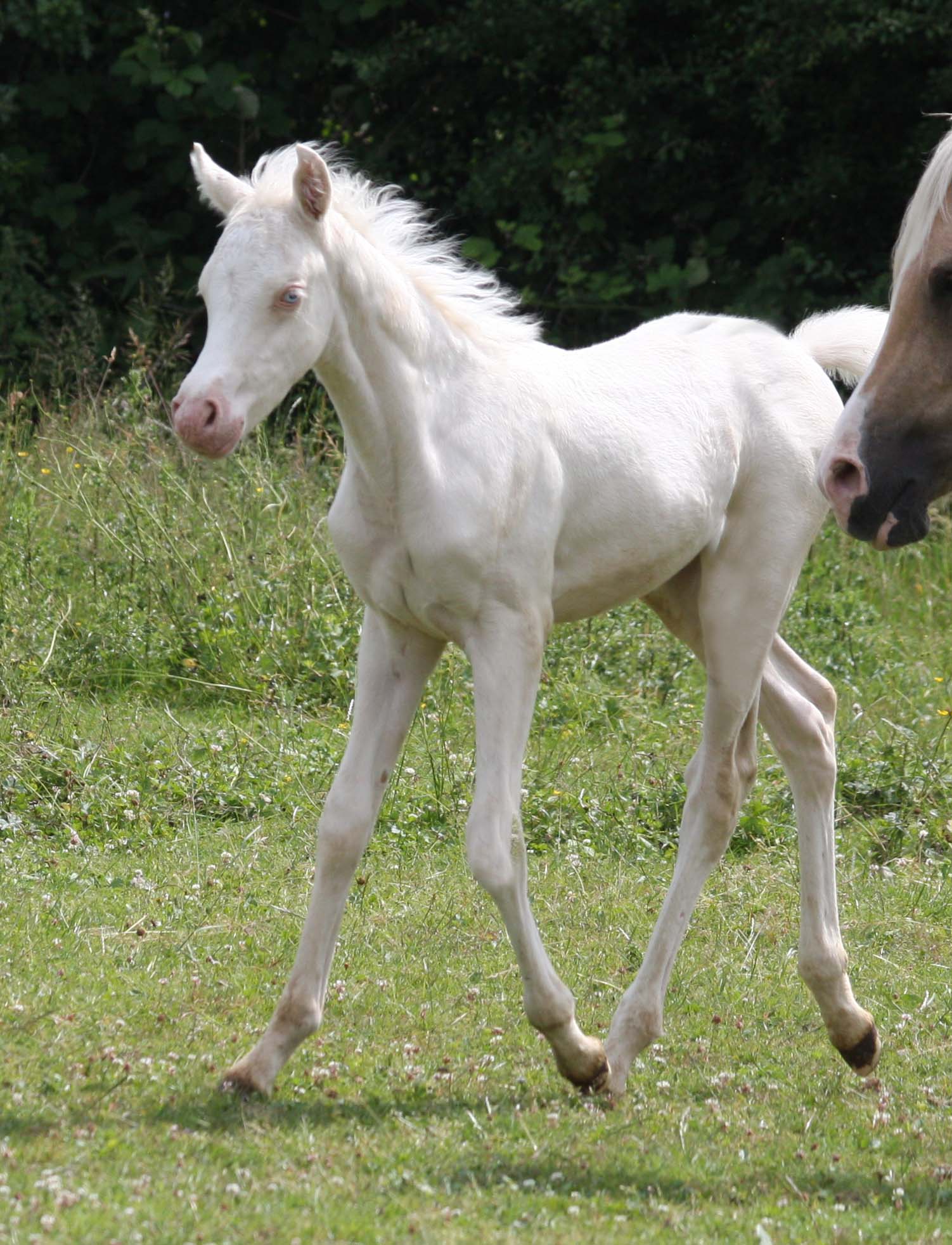 Rare poulain DSA 80% Ar creme
